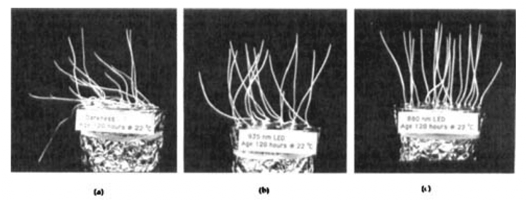 The Effect of Near-Infrared Radiation on Plants | AgriTechTomorrow