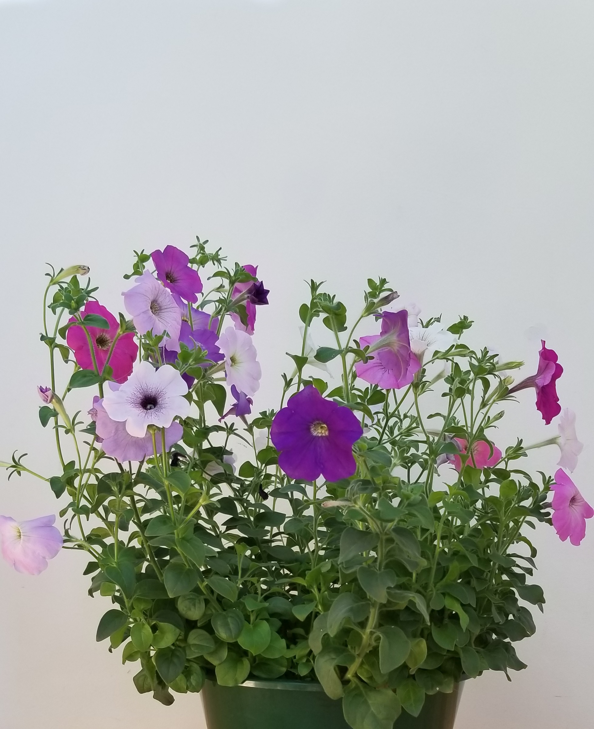 The Effect of Near-Infrared Radiation on Plants | AgriTechTomorrow